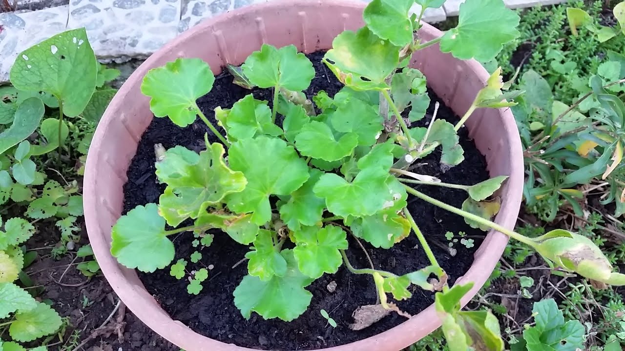 UKRASNA DEKORACIJA ZA TERASU KUĆE--ZELENO LISTAVO UKRASNO CVIJEĆE ...