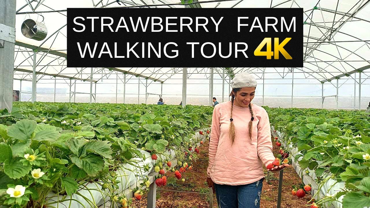 Iran, Hydroponic Strawberry Farm walking tour in Semnan, Iran travel ...