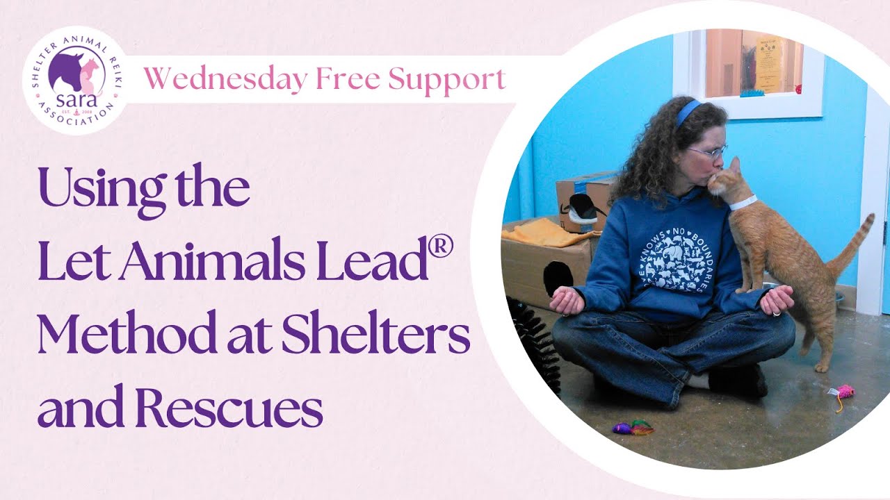 Using the Let Animals Lead® Method at Shelters and Rescues - YouTube