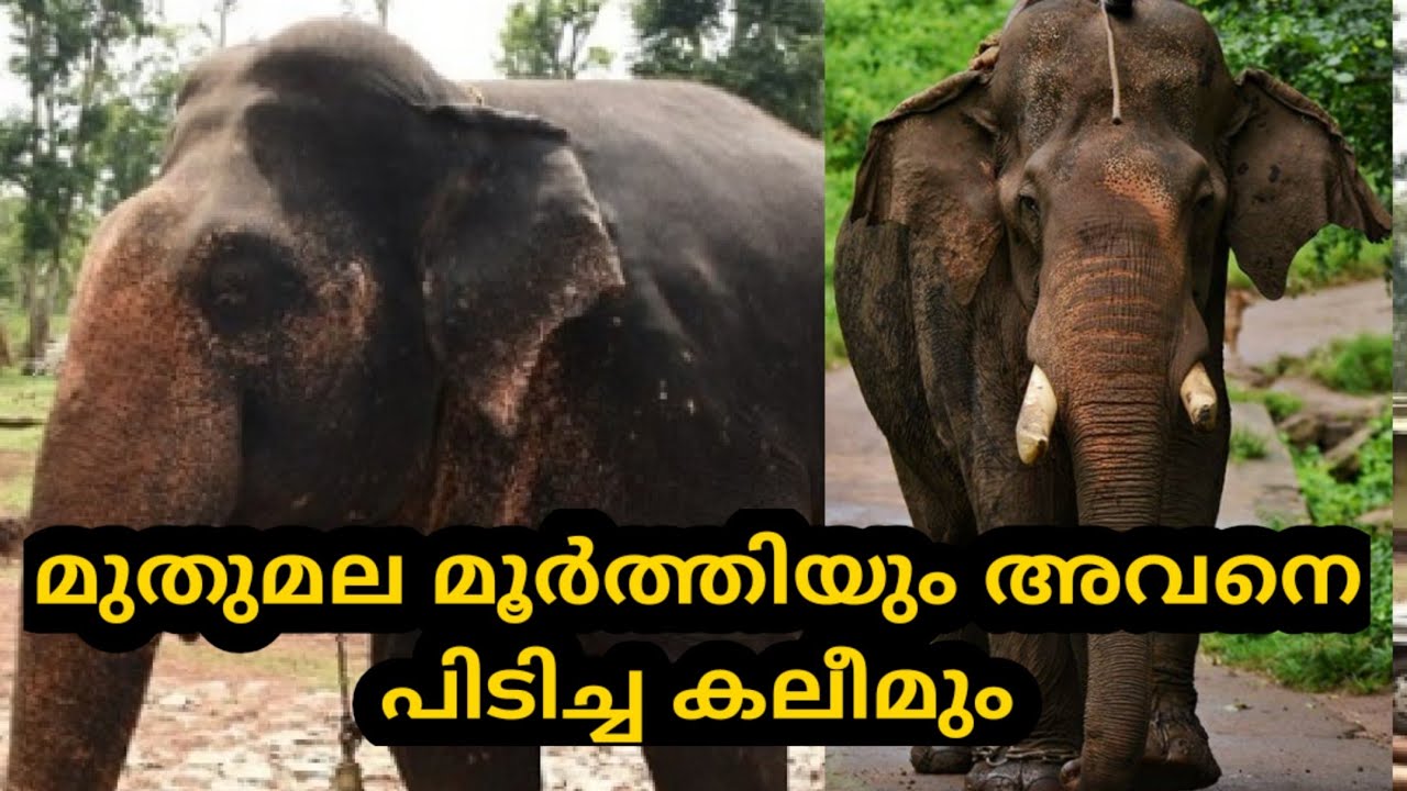 മുതുമല മൂർത്തിയും അവനെ പിടിച്ച ANAMALA KALIM , KERALA ELEPHANT STORY ...
