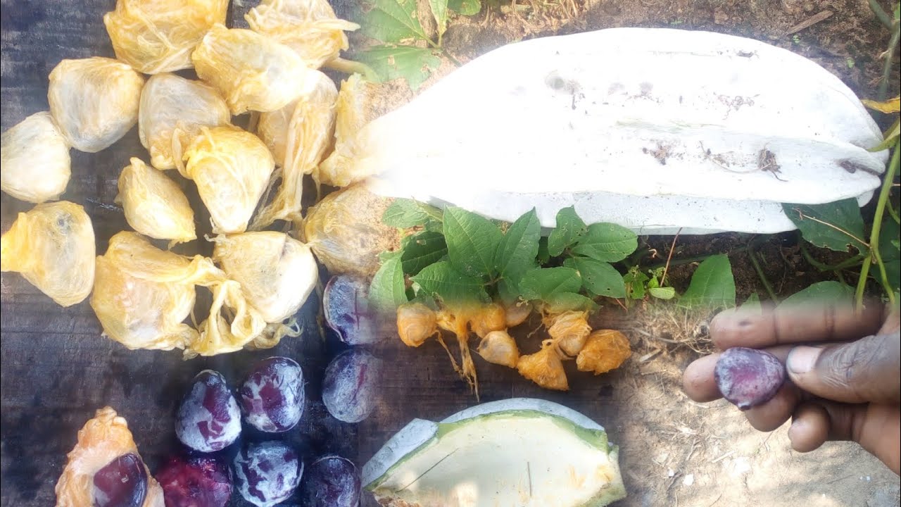 UGU SEEDS HARVEST ‼️CALABAR HYBRID UGU SEEDS ‼️ FLUTED PUMPKIN - YouTube