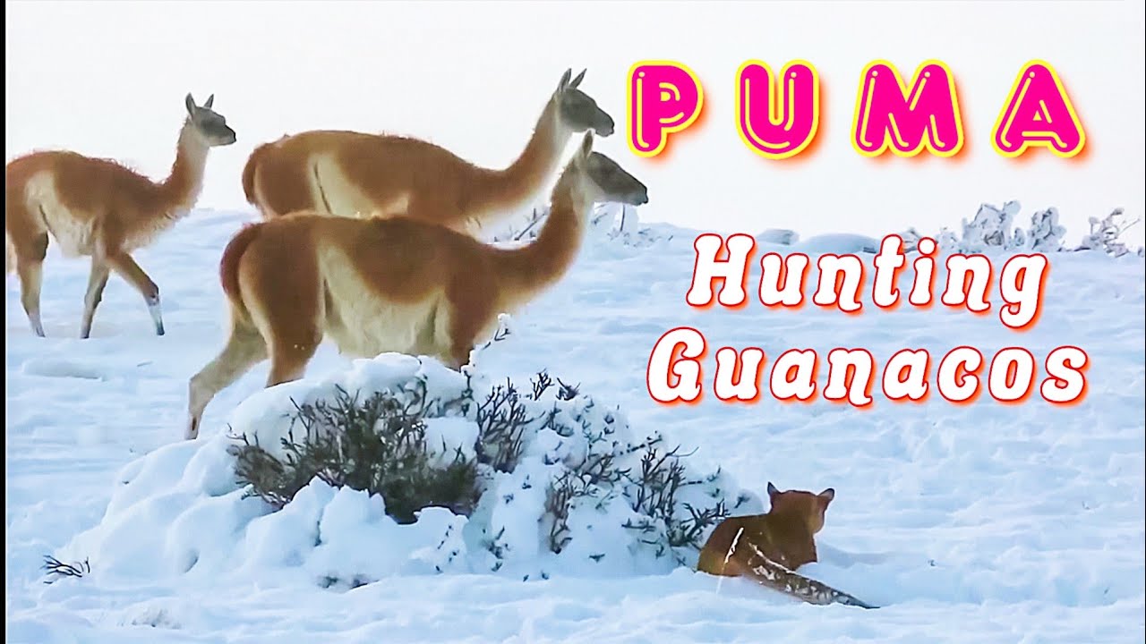 Puma hunting Guanacos in Patagonia 🇦🇷 Argentina - YouTube