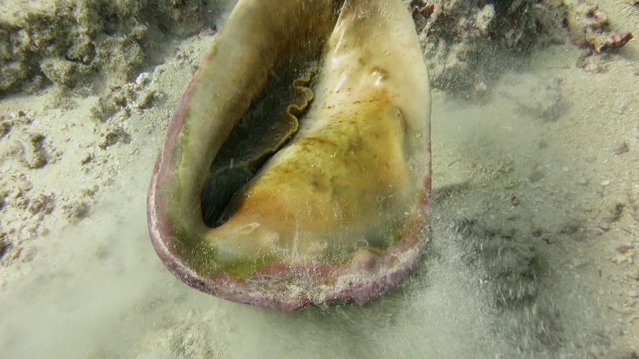 Finding the elusive Helmet Conch Shell - YouTube