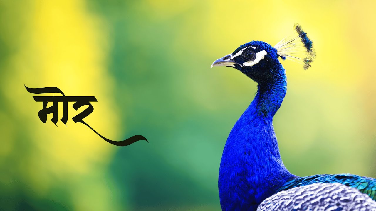 मोर पक्ष्याबद्दल माहिती । Indian Peafowl | Mor | Marathi infovideo ...