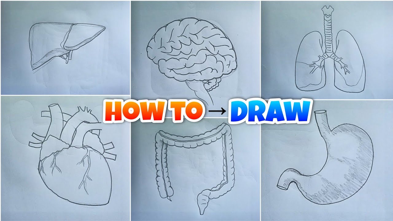 How to draw Human Internal Organs Diagram - Heart,Brain,Lungs,Large ...