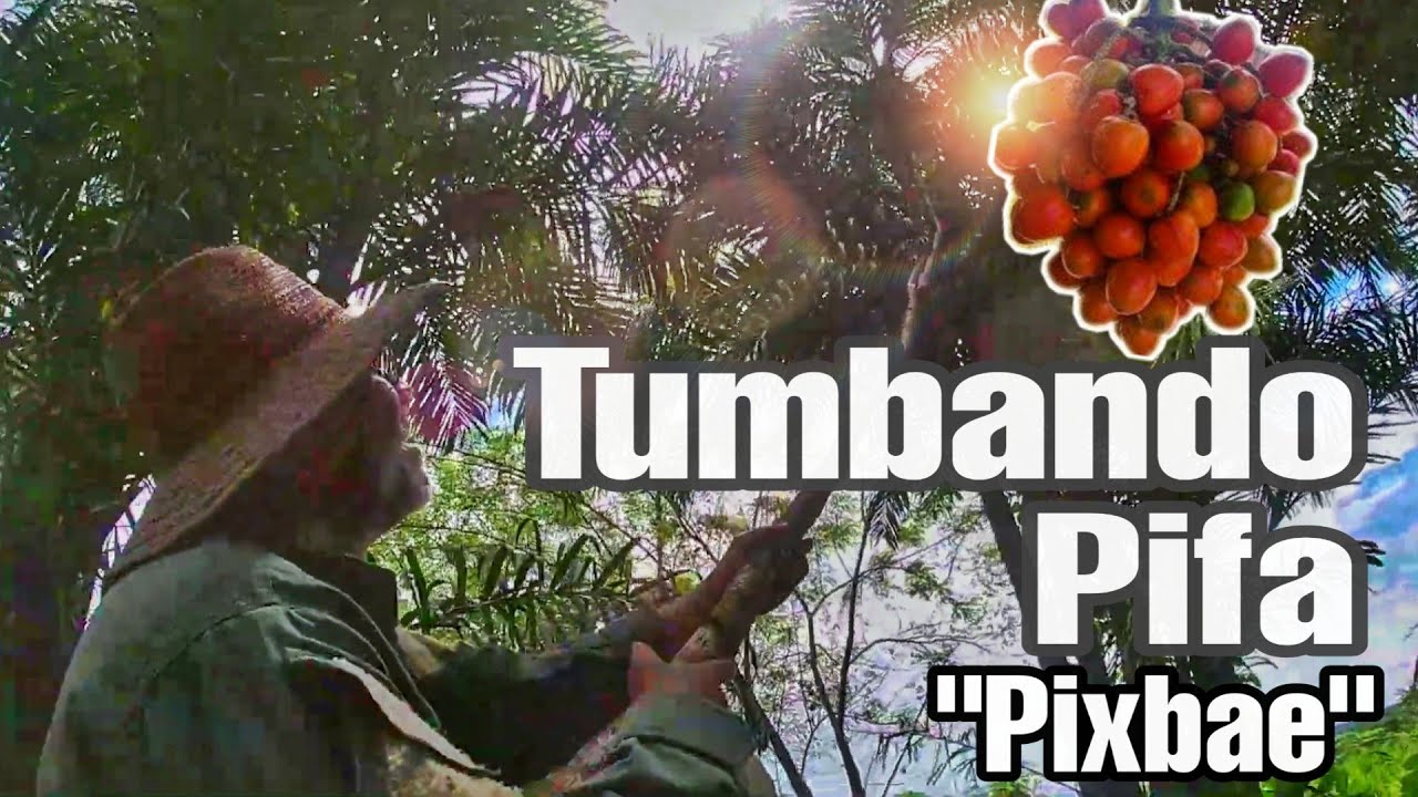Tumbando pifa, Pixbae "no es fácil" - YouTube