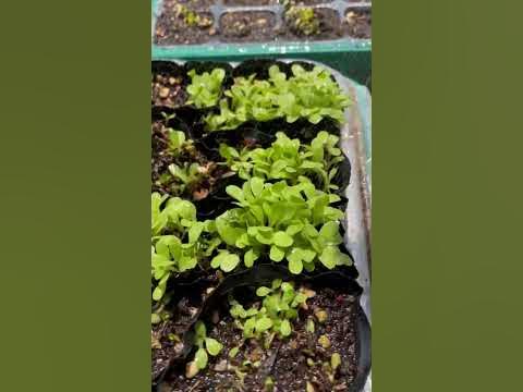 #주말농장 #북한산 #스타벅스더북한산점근처 #딸기 #브로콜리새싹 #땅콩호박 #스파게티호박 #호박 #호박요리 #여름작물 #모종심기 ...