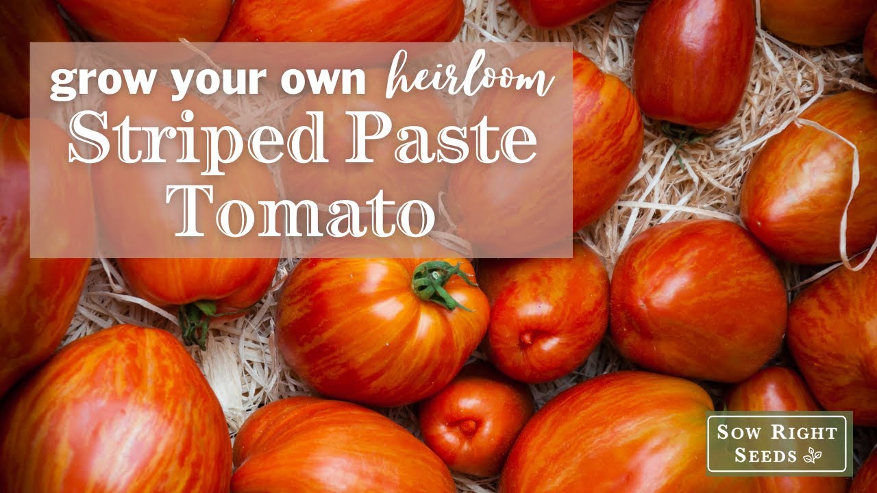 Sow Right Seeds | Striped Paste Tomato - YouTube
