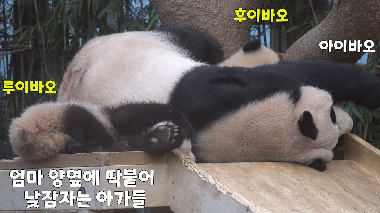 에버랜드 판다 엄마 아이바오 양 옆에 딱붙어서 낮잠 자는 루이바오 후이바오 엄마 옆에서 자면 꿀잠자는 아기판다 자매~ 아루후~ Youtube
