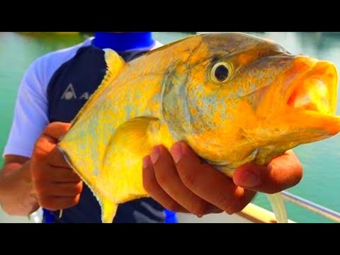 Ghost Knife Coming! Yellow Monster Fish Cutting Skills 🔥🔥🐠 - YouTube