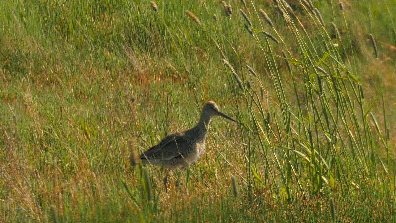 Conserving Prairies for Grassland Birds - YouTube