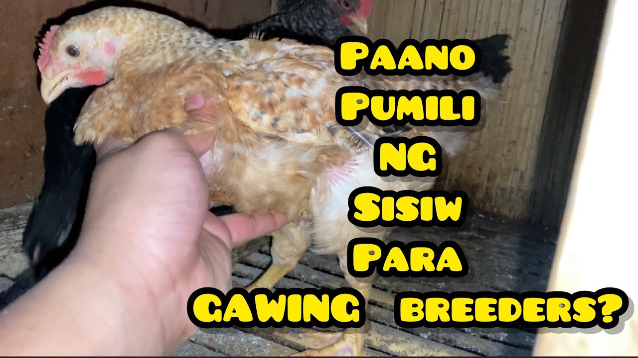 PAANO PUMILI NG SISIW PARA GAWING BREEDERS? - YouTube