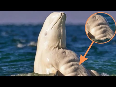 The Muscles on These Animals Are Insane - YouTube