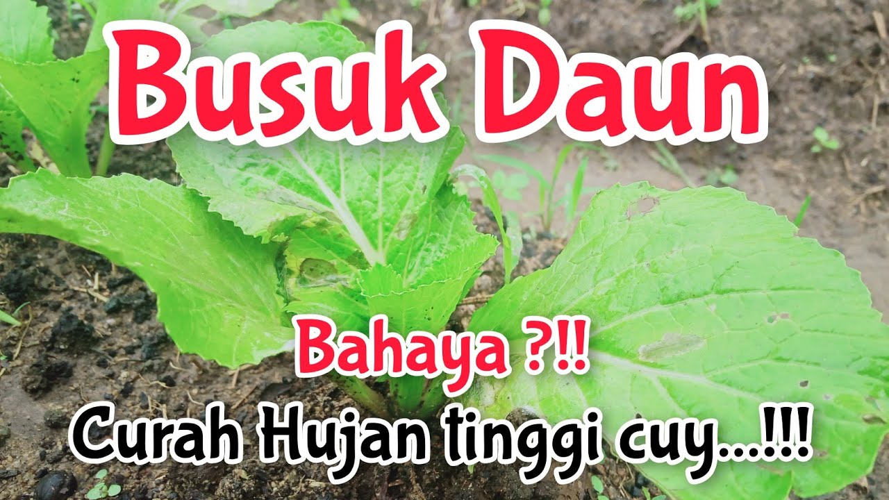 PENYAKIT BUSUK DAUN PADA TANAMAN SAWI - YouTube