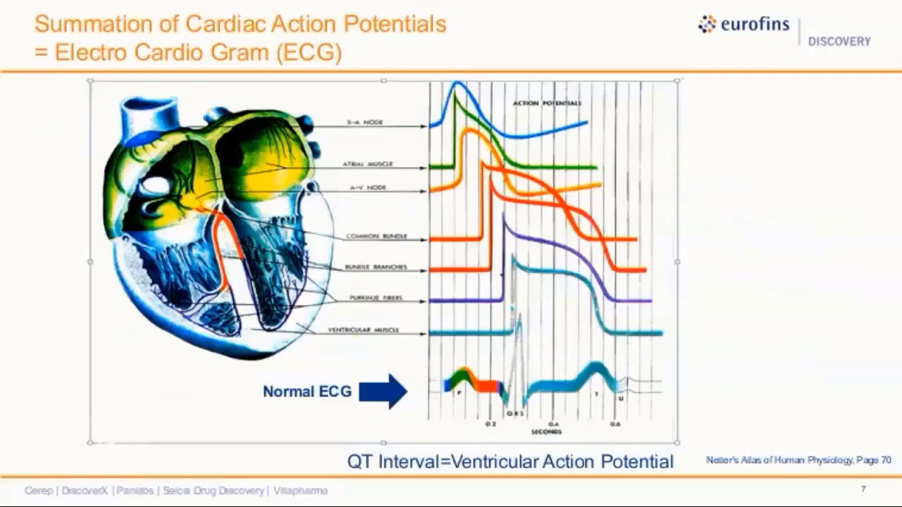 Eurofins Integrated Cardiac Proarrythmic Risk Assessment Under The CiPA ...