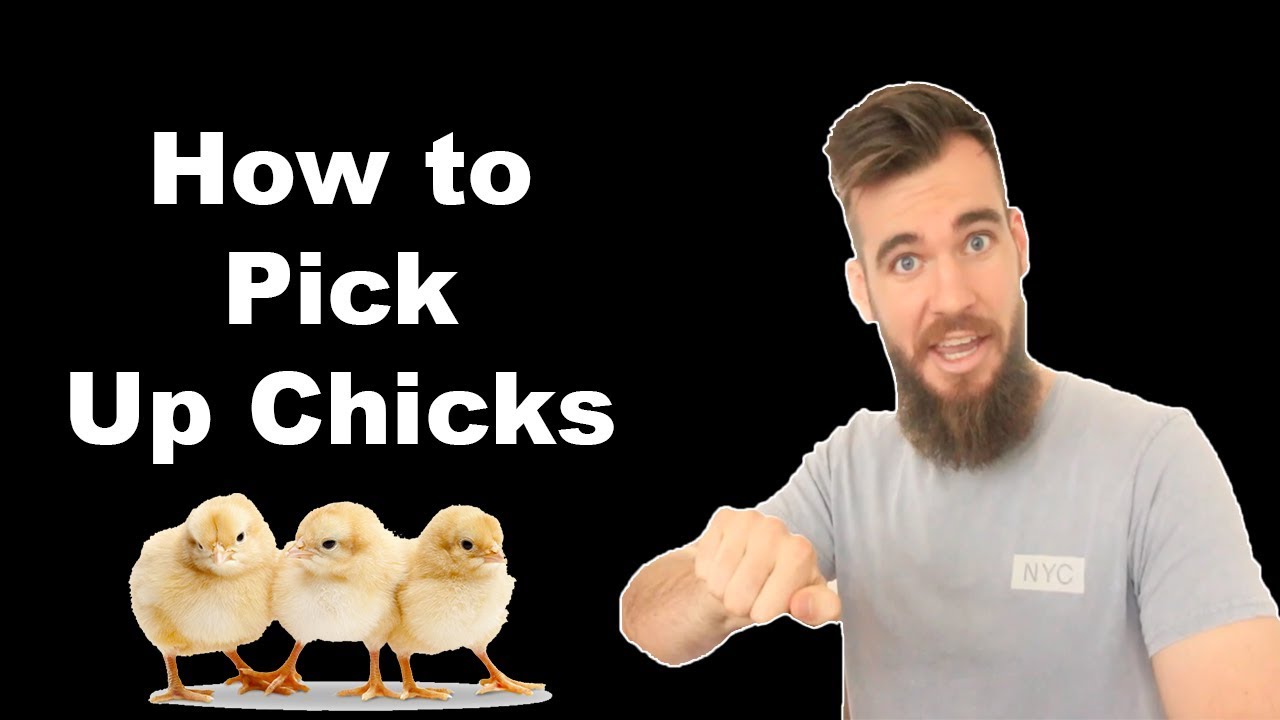 How to Pick Up Chicks - YouTube