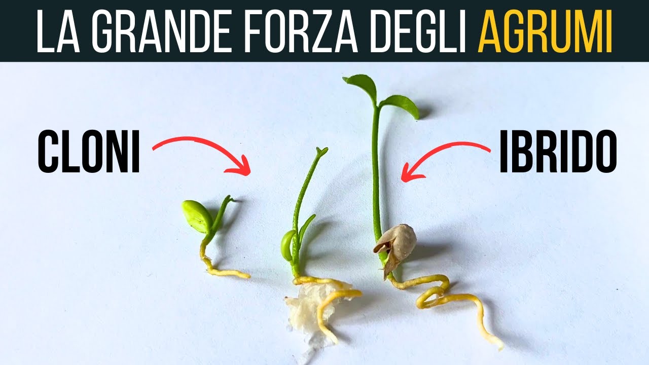 EMBRIONI NUCELLARI🌱CLONARE GLI AGRUMI🍊partendo dal seme | Food Stories ...