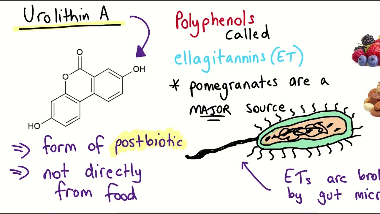 Urolithin A – the small molecule with big benefits - YouTube