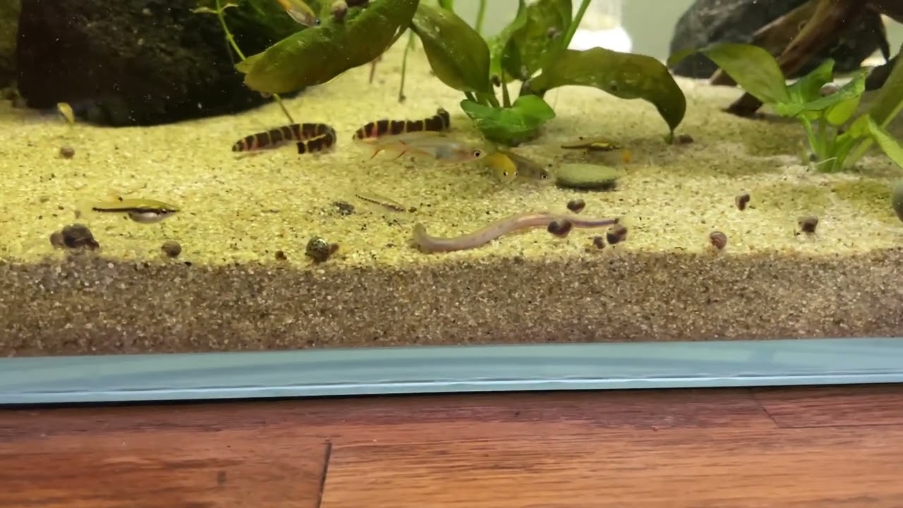More Kuhli and Sumatran Neon Loach feeding time - YouTube