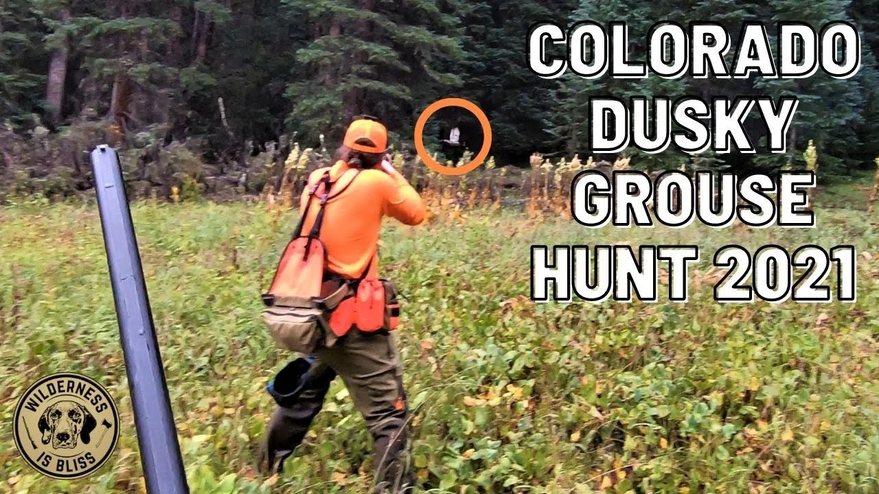 Multiple Coveys! | Colorado Dusky Grouse Hunting 2021 - YouTube