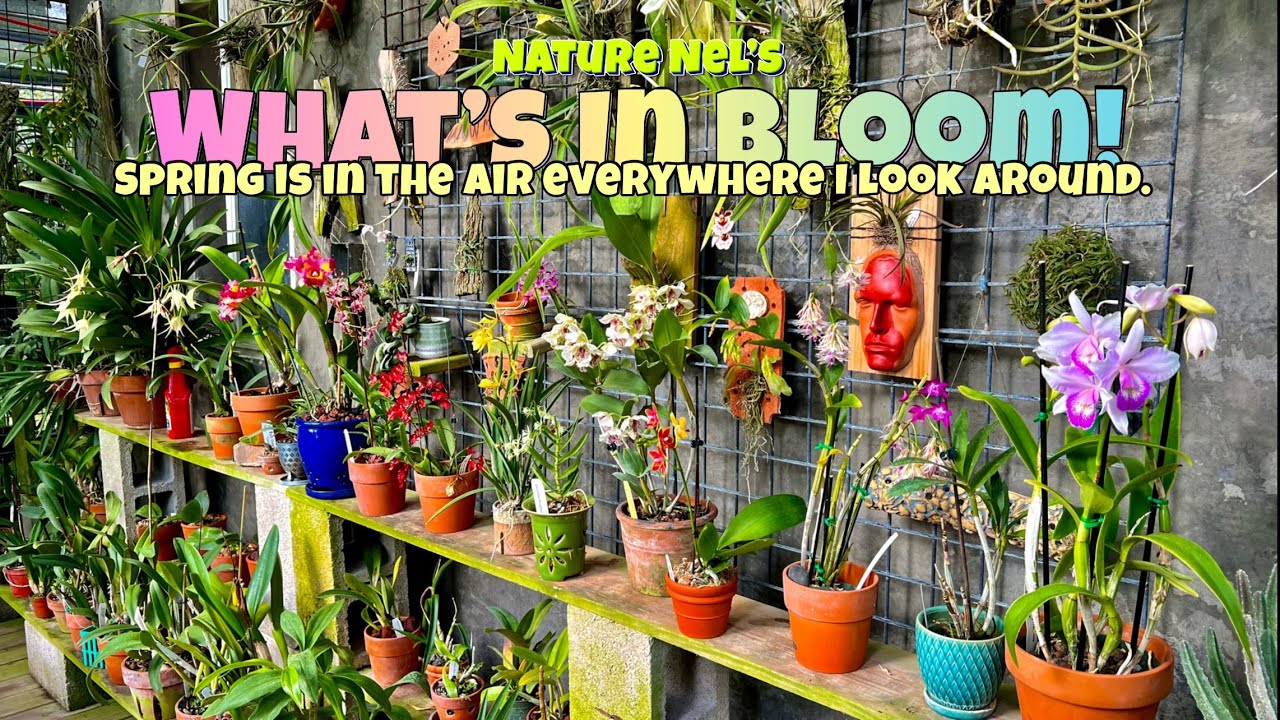 Spring orchids are everywhere! Kicking it off with great educational ...