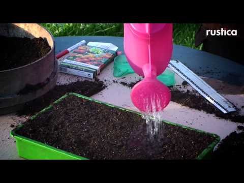 Semis de tomates en terrine - YouTube
