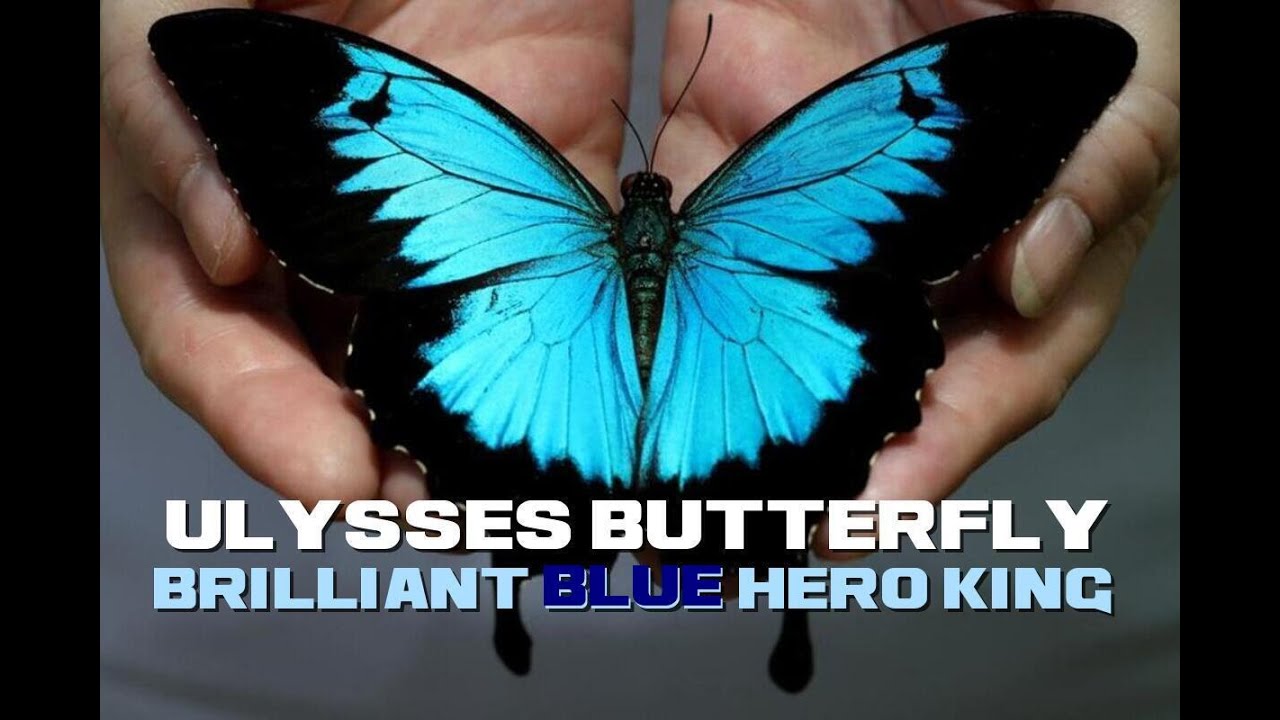 Ulysses Butterfly Facts - The Brilliant Blue Hero King - Animal a Day U ...