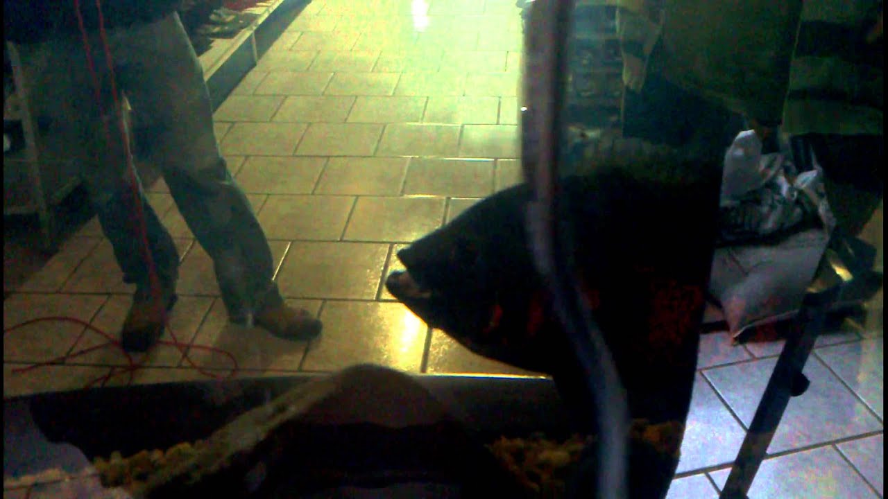 Oscar fish eating mouse..... - YouTube