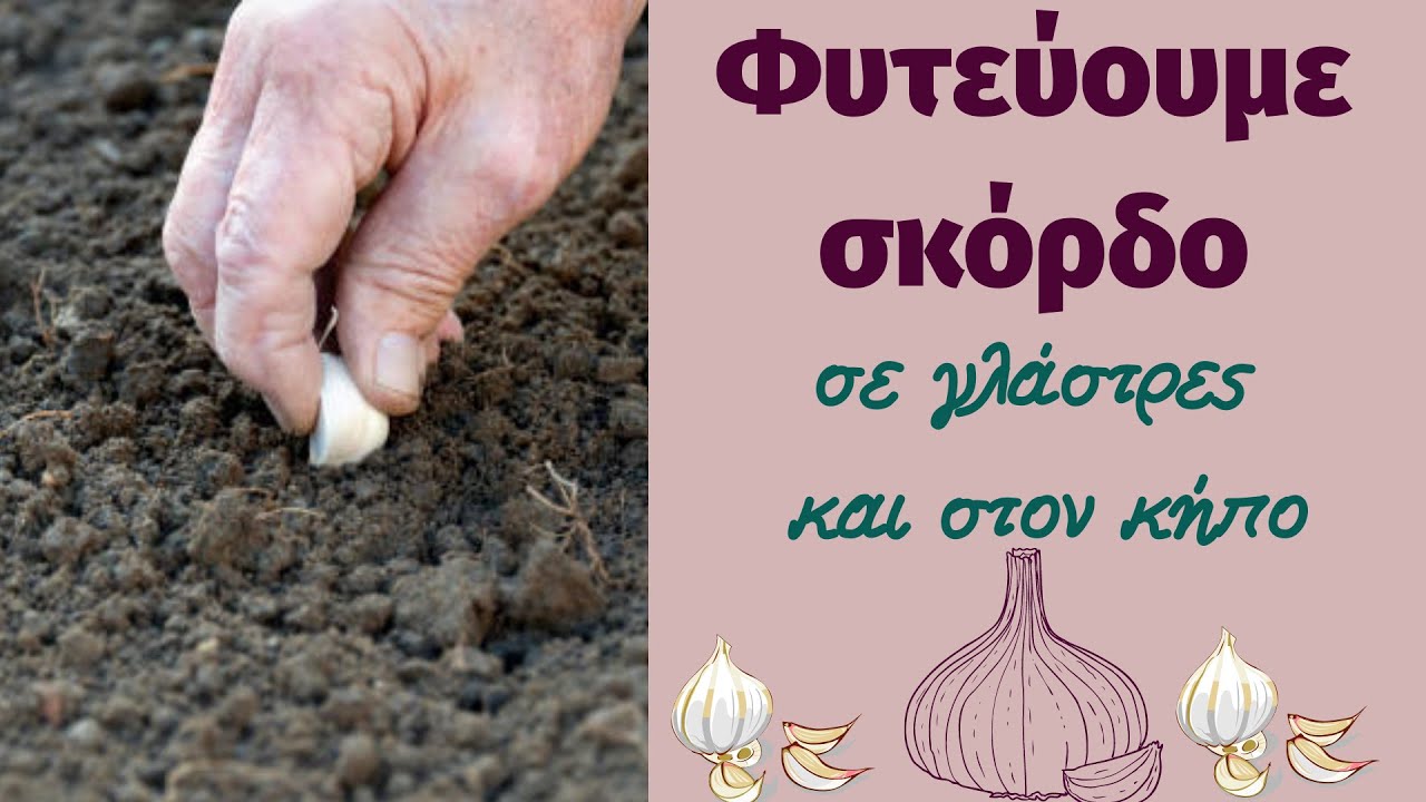 Φυτεύουμε βολβούς σκόρδου σε γλάστρες και στον κήπο - YouTube