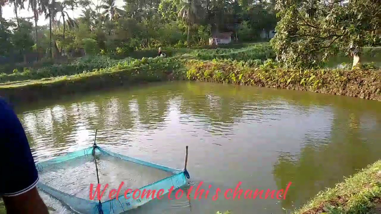 FISH HATCHERY// BREEDING, HATCHING AND REARING NEW BORN BABY FISH - YouTube