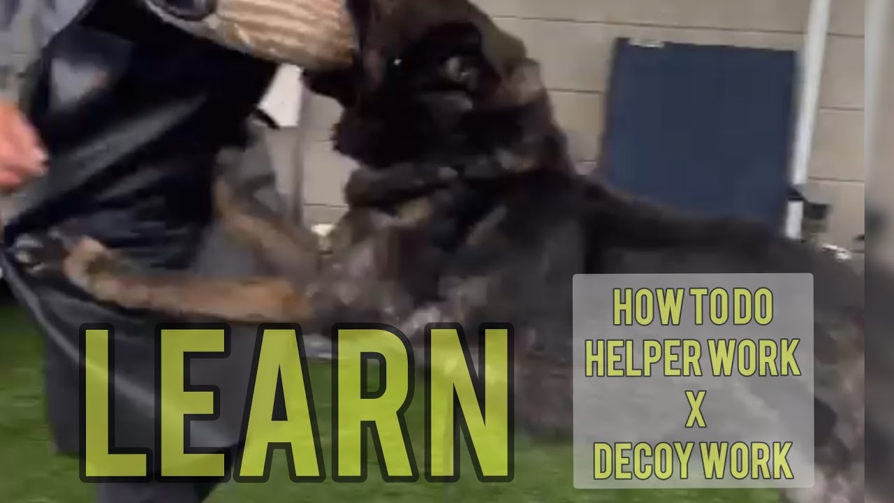 Basic tips on how to become a IPO,IGP, Schutzhund Helper - Learn how to ...