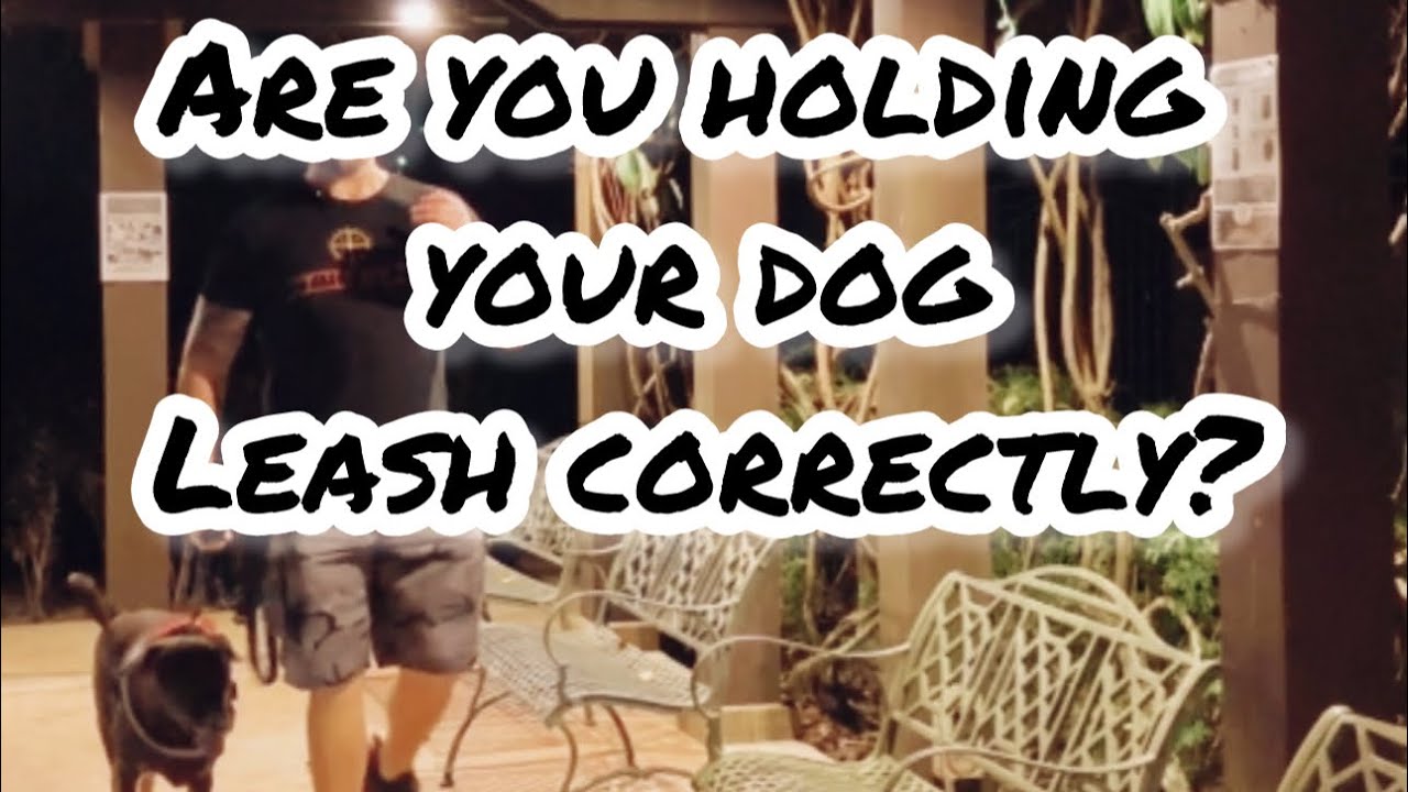 Holding your dog leash correctly - YouTube