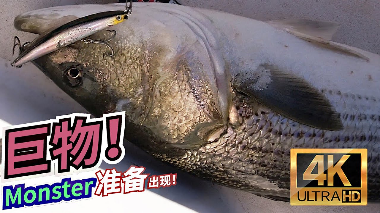 Hot Striped Bass Action Fishing New York 4K Part 2 鲈鱼也疯狂 第二集 遇见巨物 纽约钓鱼 ...