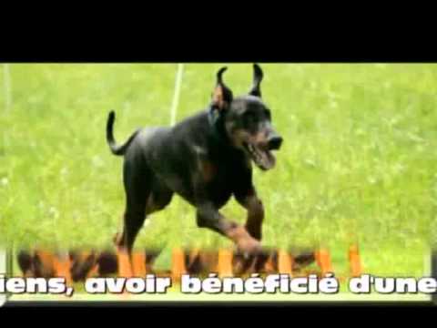 Canin tunisie (dog in tunisia)--Doberman - YouTube