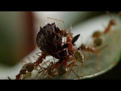 Ant Fortress Under Attack! - Life Story - BBC | Safe Videos for Kids