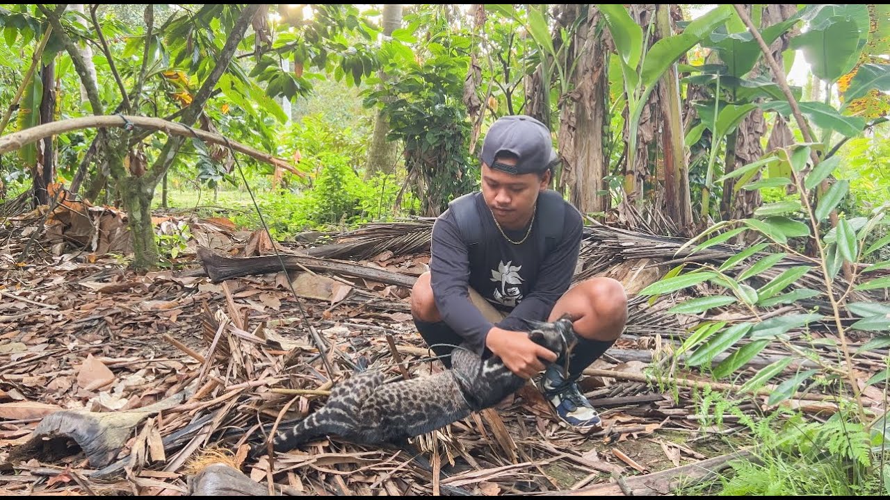 5 hari berburu musang pakai berbagai cara jenis jerat dan perangkap ...