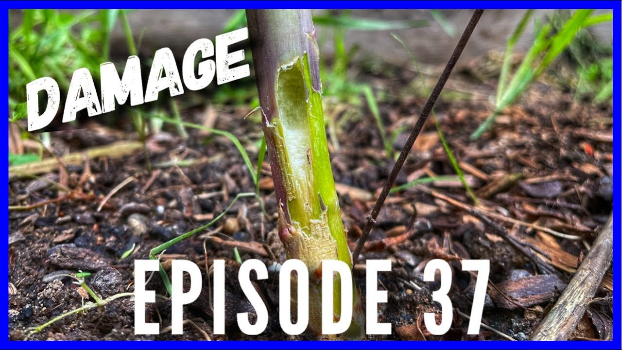 Asparagus Pest Damage (Ep. 37) - YouTube
