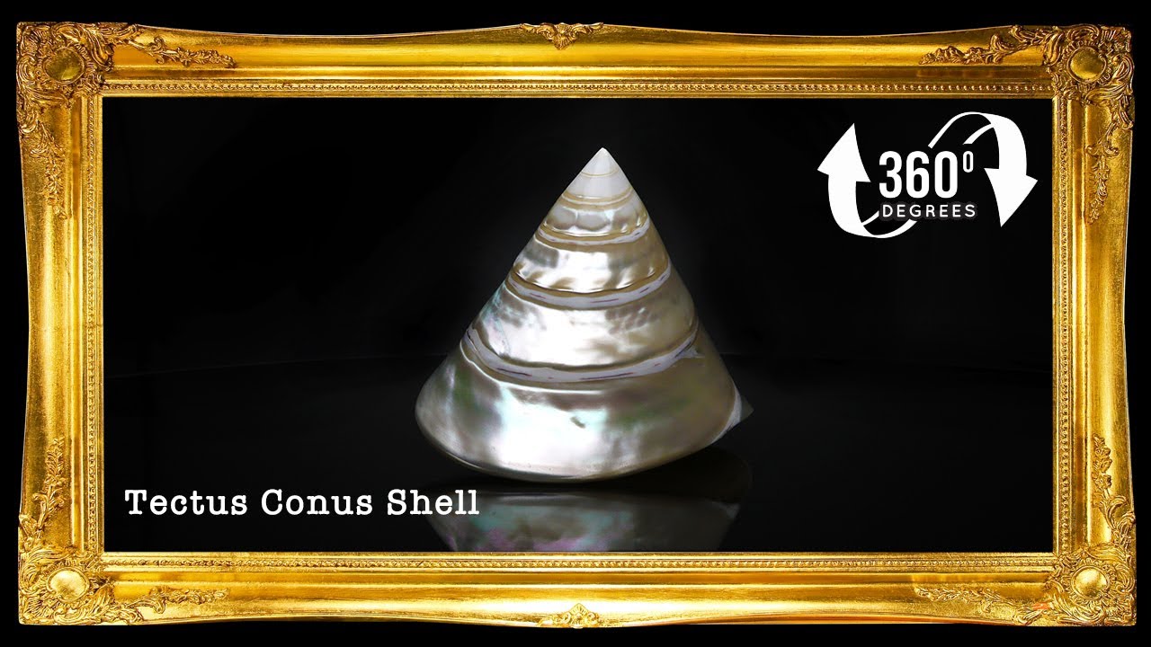 SEASHELLS : Trochus Conus | Tectus Conus Sea shells [360° Video] - YouTube
