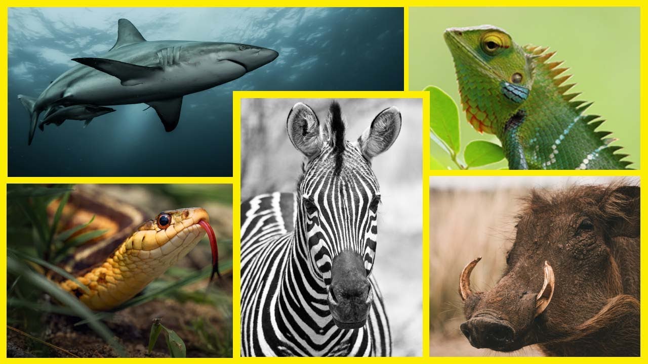 animal sounds funny, cute and wild. Lemur, snake, Tiger, seagul ...