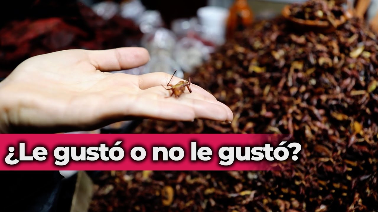 ¡A comer bichos! Fede Bal se animó a probar chapulines, unos pequeños ...