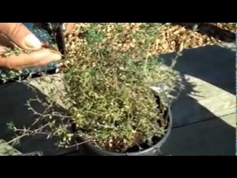 Copy of Propagation from Cuttings - YouTube