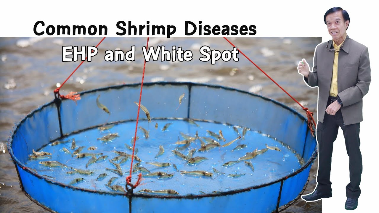 Common Shrimp Diseases; EHP and White Spot - YouTube