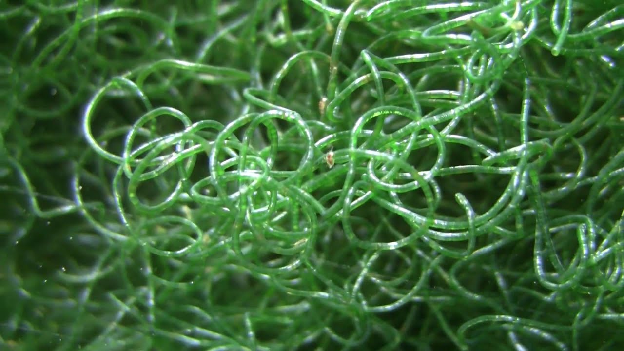 Chaeto Pod Action in the New Fuge! - YouTube