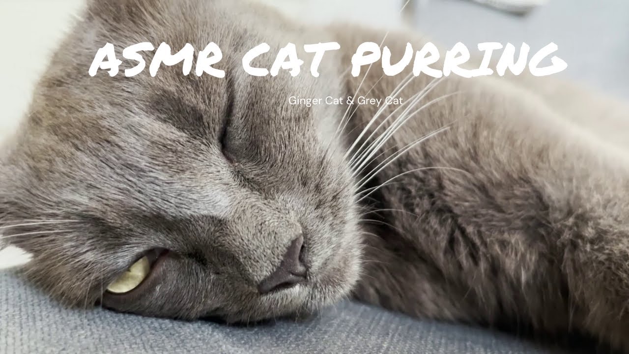 The gray cat purrs when I stroke her - YouTube