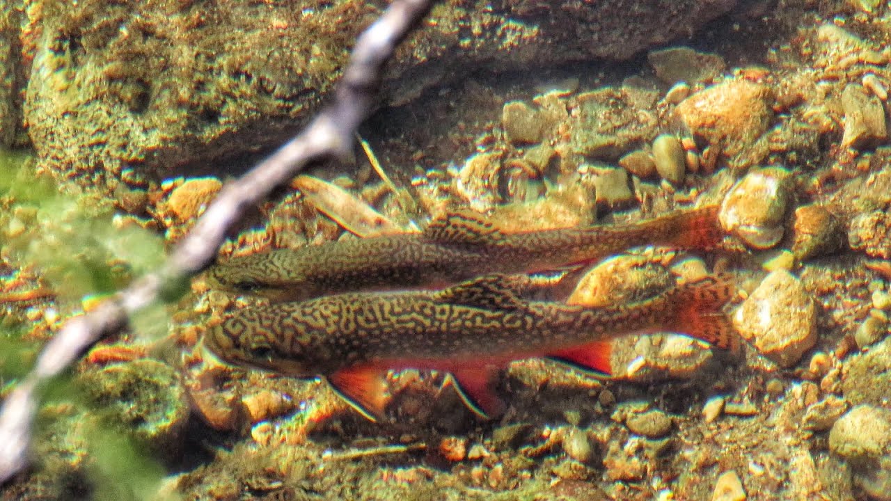 Brook trout spawning in a small stream 2020 (4k) - YouTube