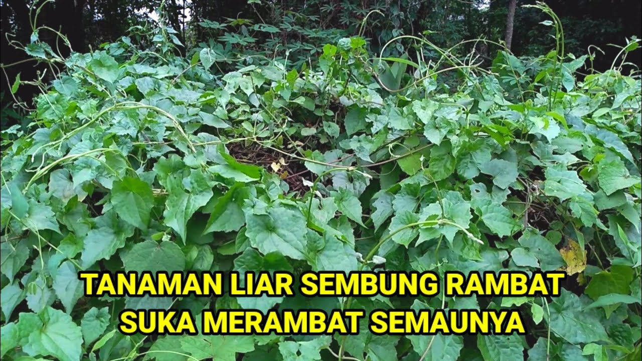 Musim Hujan Tiba Tanaman Sembung Rambat Tumbuh Secara Liar Dan Sesuka ...