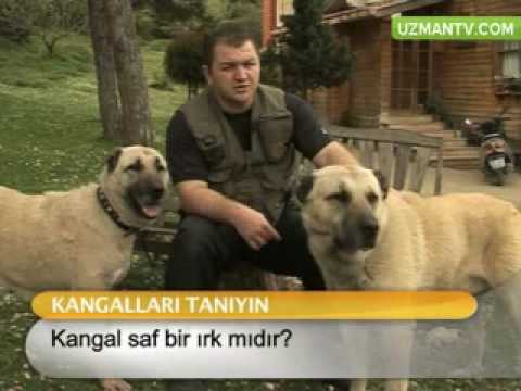 Kangal ırkı türkmü yoksa kürtmü?cevabı videoda saklı.TURKİSH DOG KANGAL