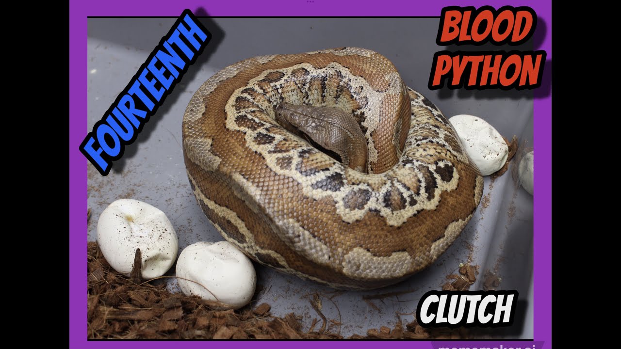 Druid Het T+ Albino x Druid Het T+ Albino Blood Python Clutch! - YouTube