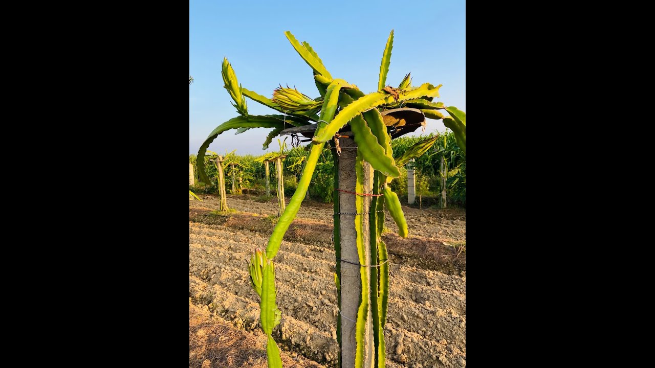 Intercropping in dragon fruit, ड्रैगन फ्रूट के साथ क्या फ़सल लगा सकते ...