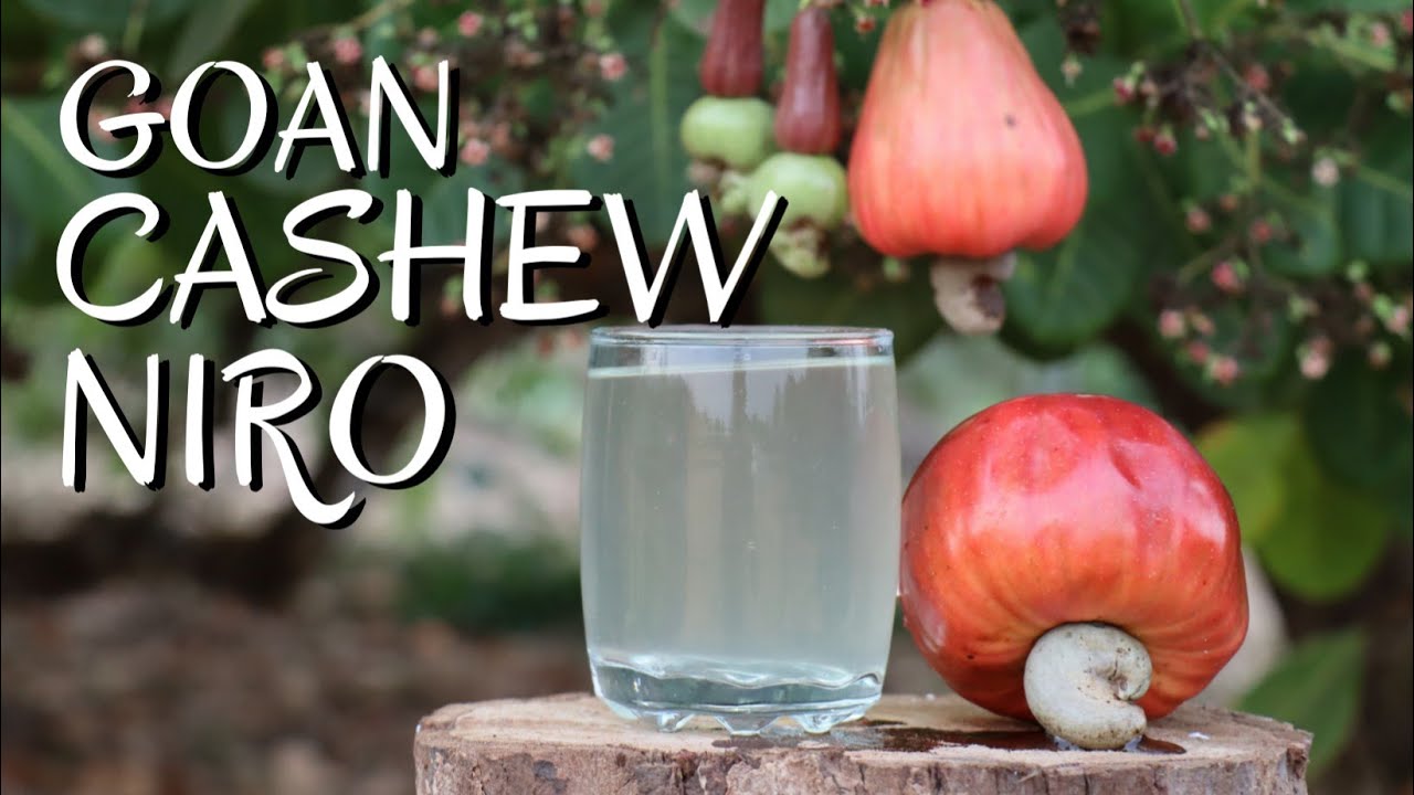 GOAN CASHEW NIRO | PLACE TO GET NIRO IN GOA | PROCESS OF EXTRACTING ...